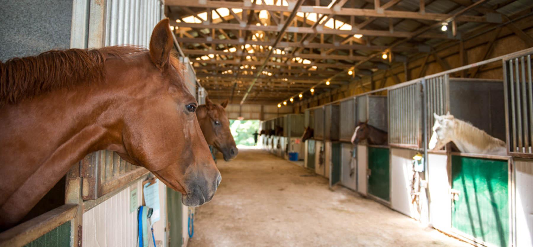 Equine Studies | Ohio University