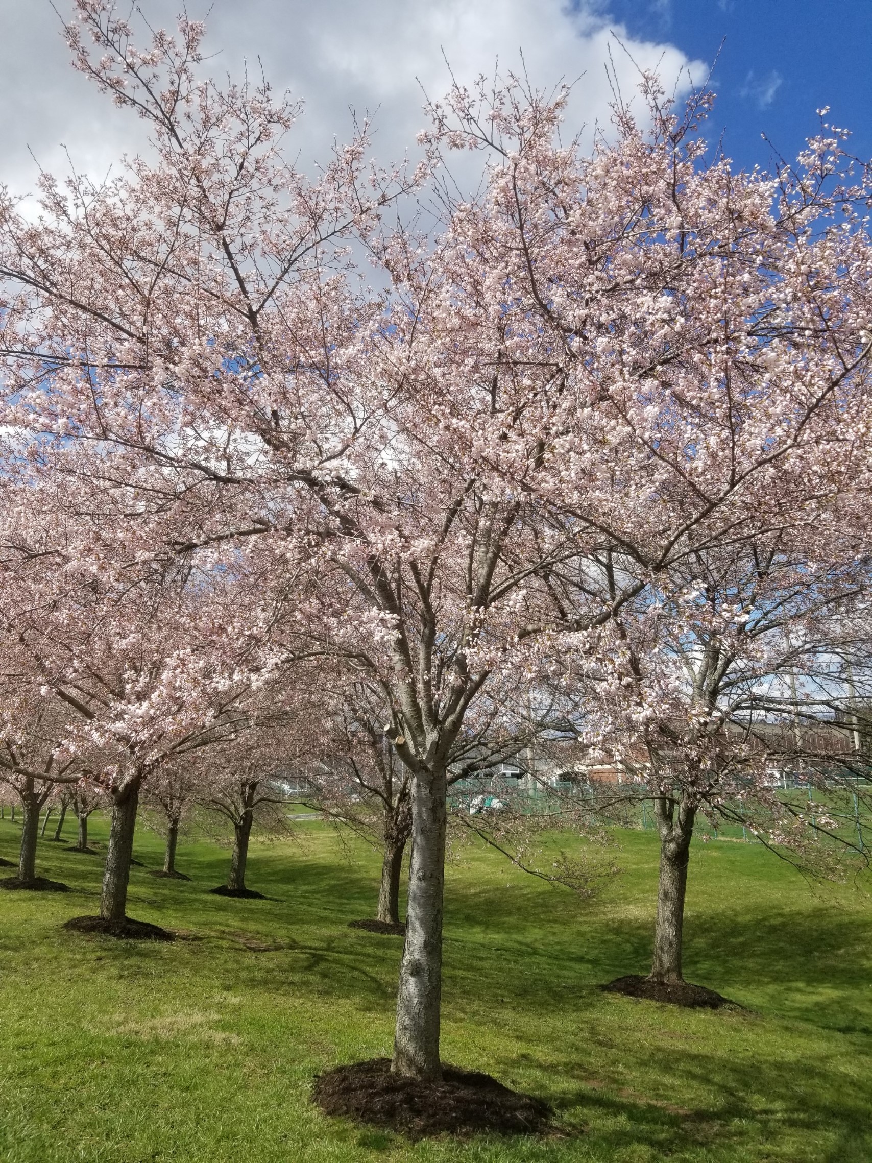 Cherry Blossoms at Ohio University | Ohio University