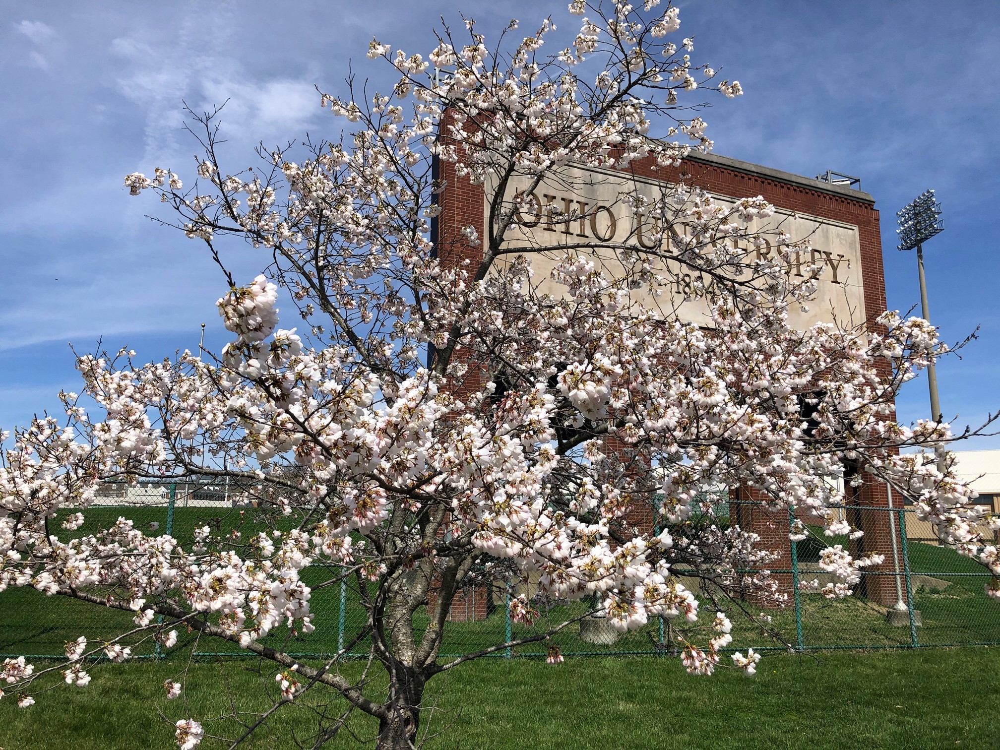 Cherry Blossoms at Ohio University | Ohio University