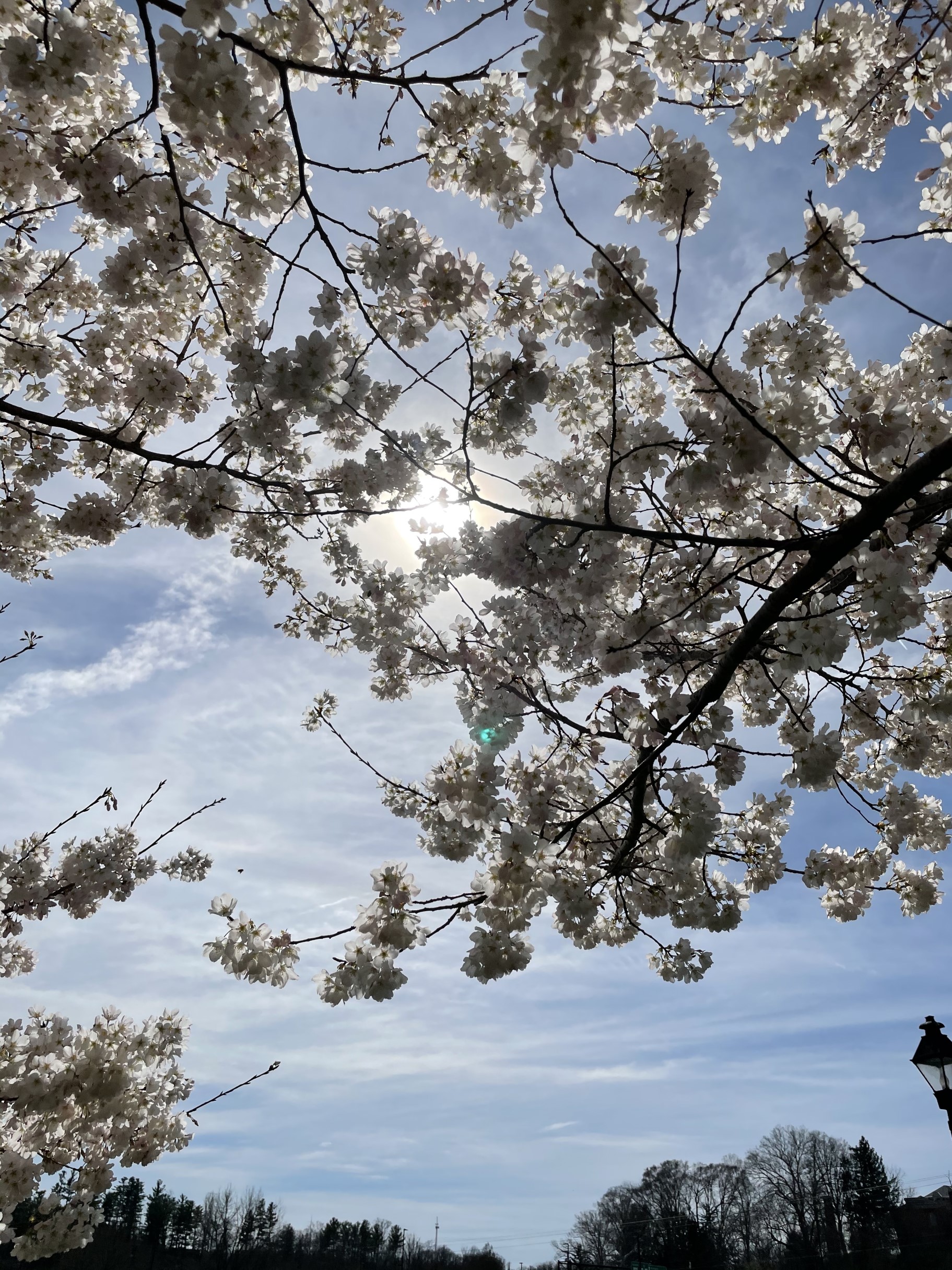 Cherry Blossoms at Ohio University | Ohio University