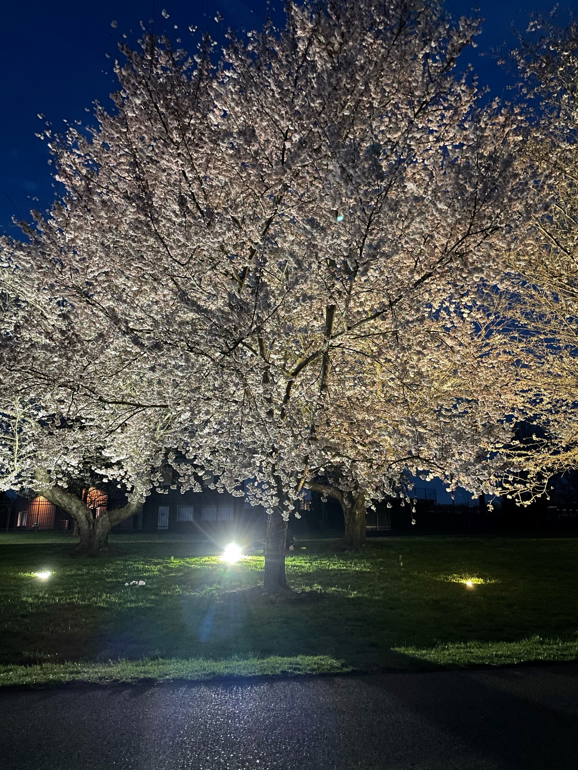 Cherry Blossoms at Ohio University | Ohio University
