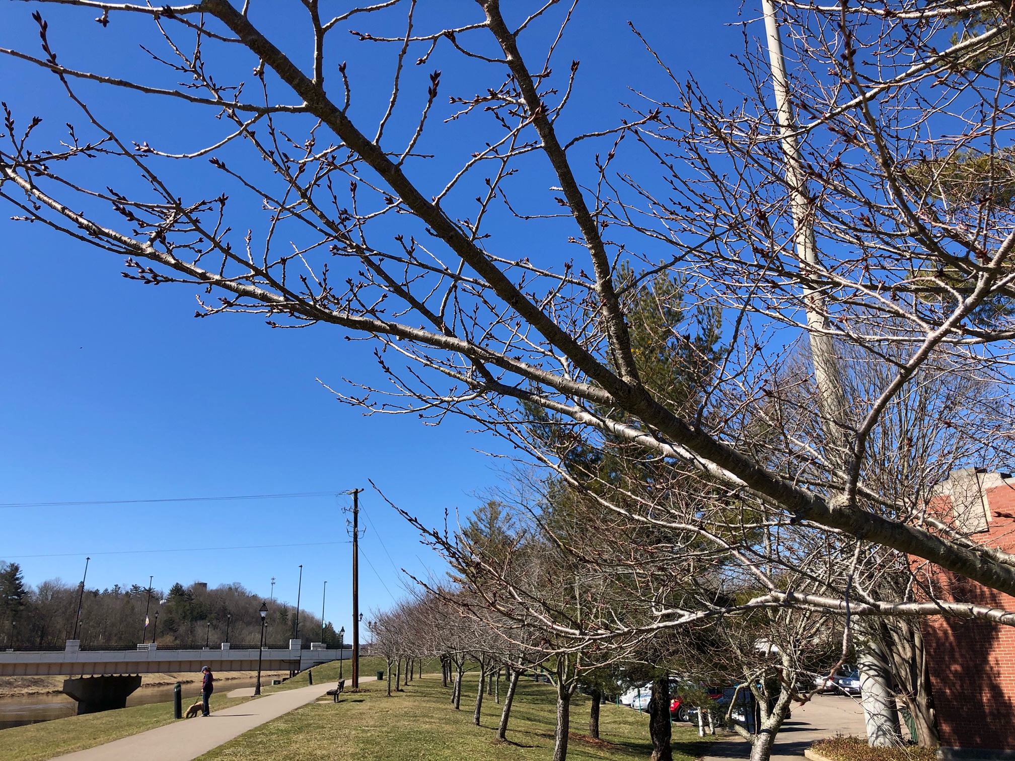 Cherry Blossoms at Ohio University | Ohio University