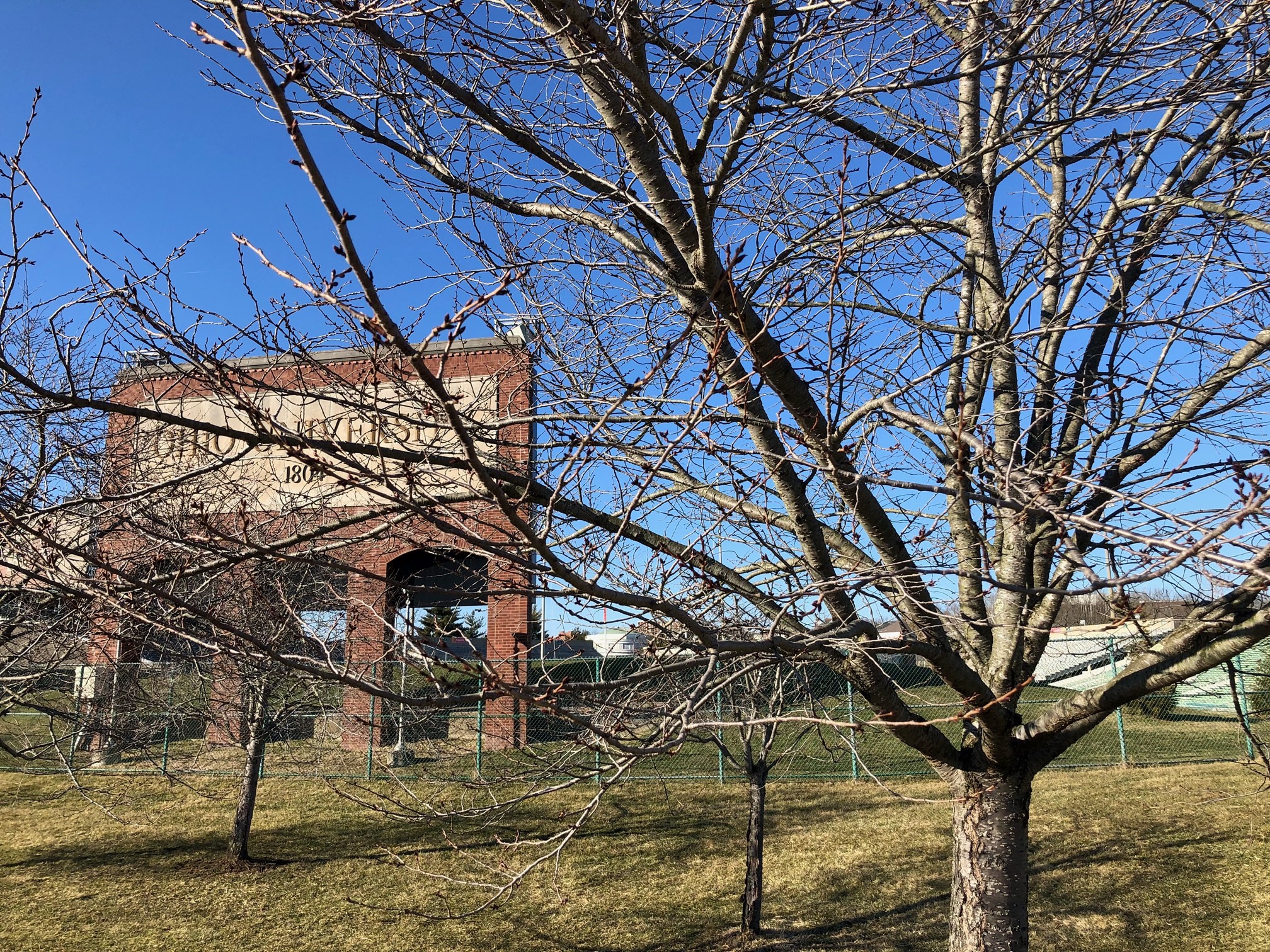 Cherry Blossoms at Ohio University | Ohio University