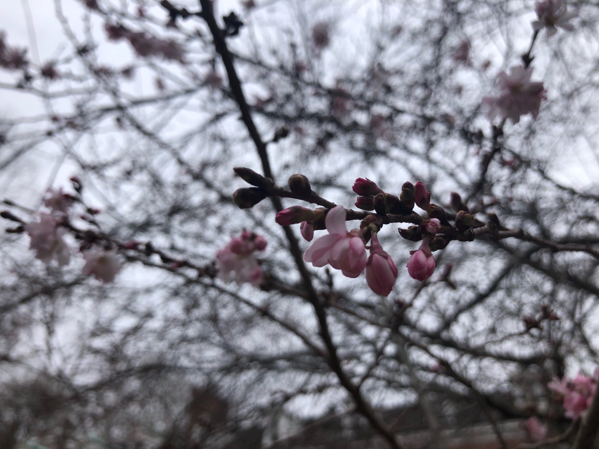 Cherry Blossoms at Ohio University | Ohio University