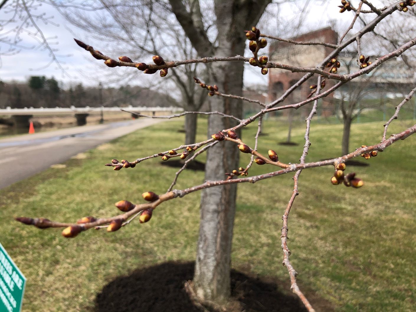Cherry Blossoms at Ohio University | Ohio University