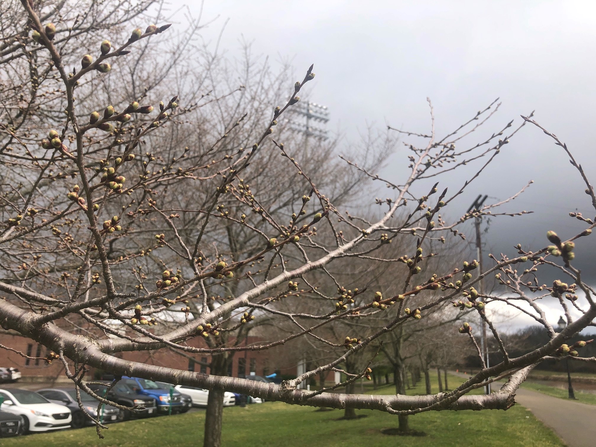 Cherry Blossoms at Ohio University | Ohio University