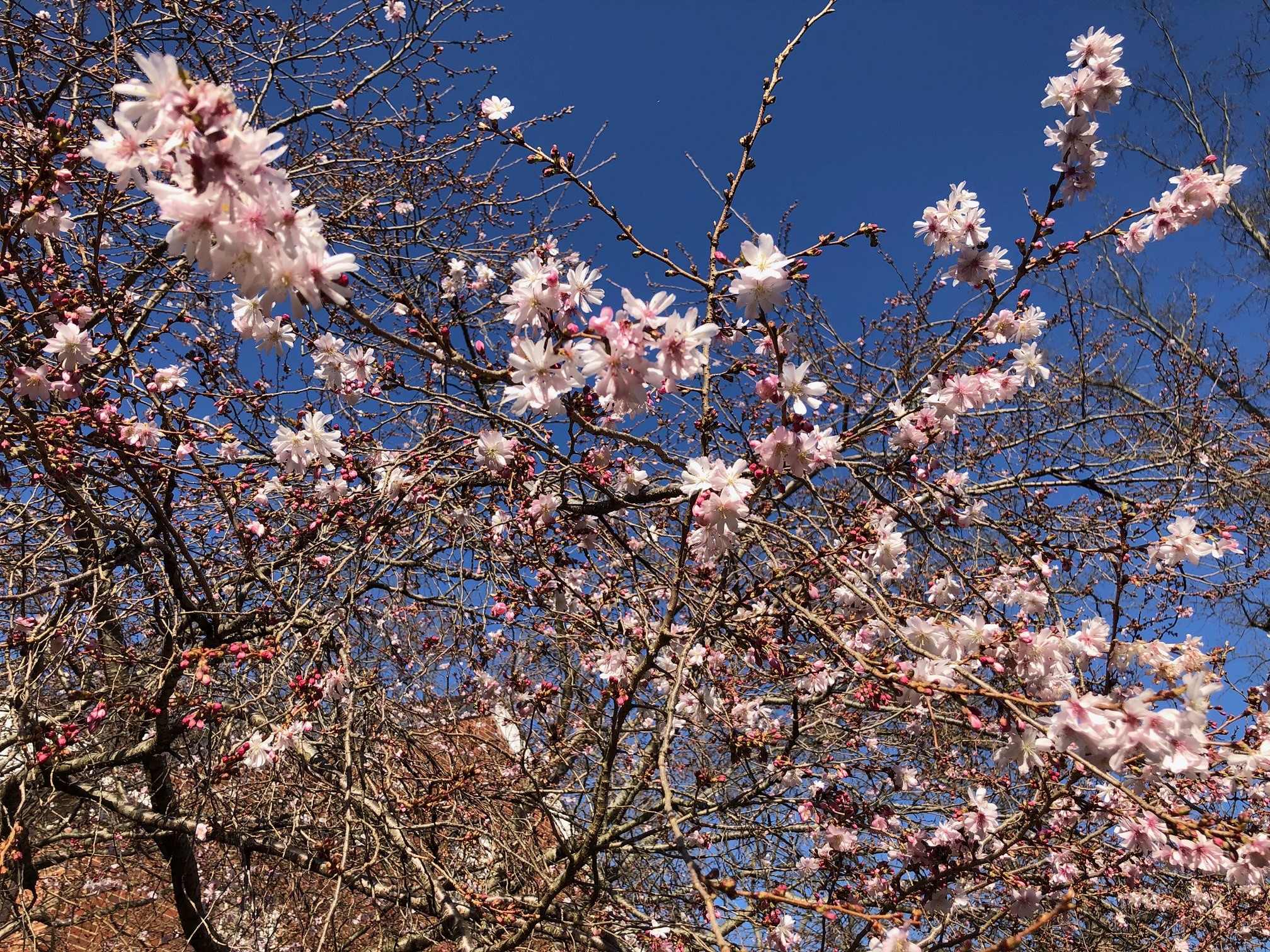 Cherry Blossoms at Ohio University | Ohio University