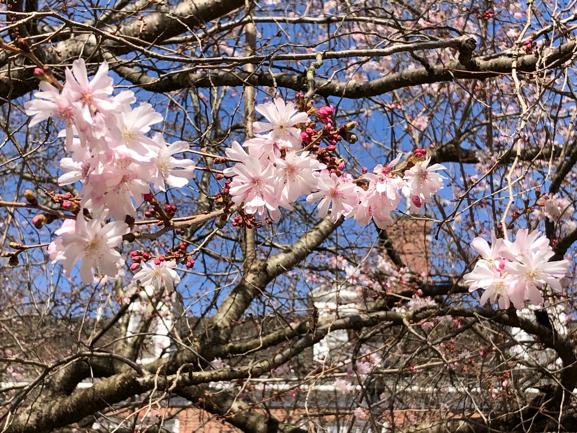 Cherry Blossoms at Ohio University | Ohio University
