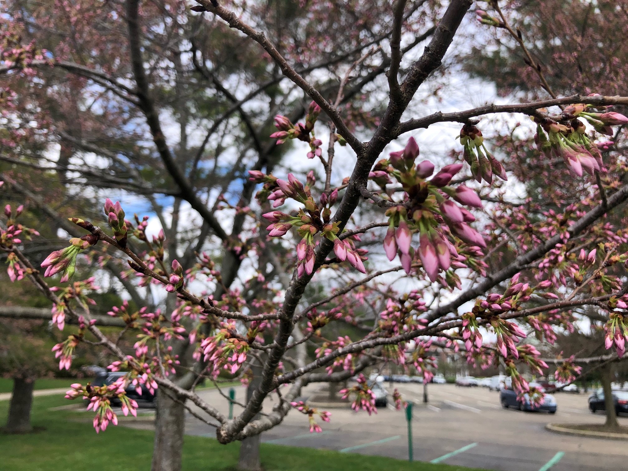 Cherry Blossoms at Ohio University | Ohio University