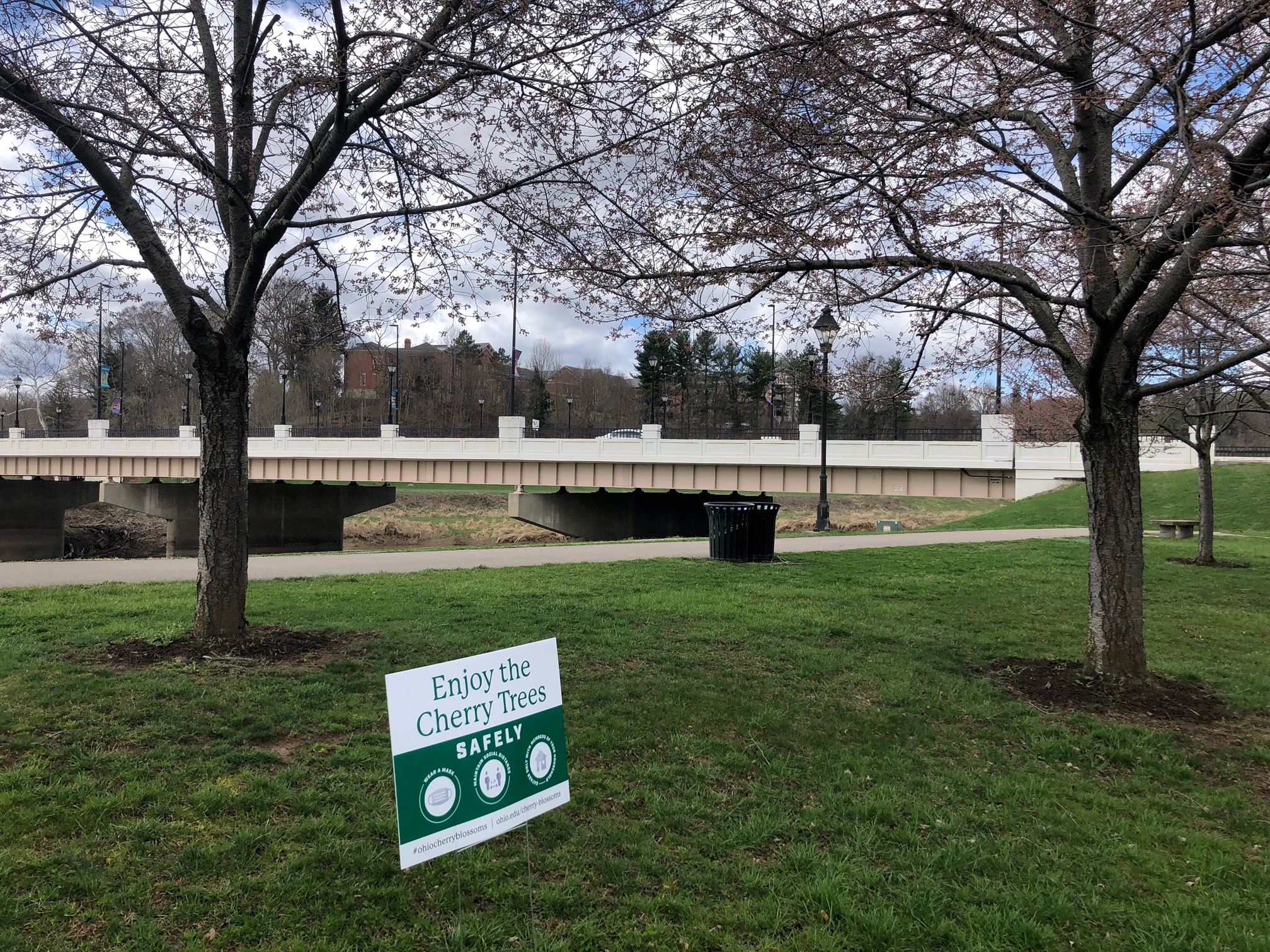 Cherry Blossoms at Ohio University | Ohio University