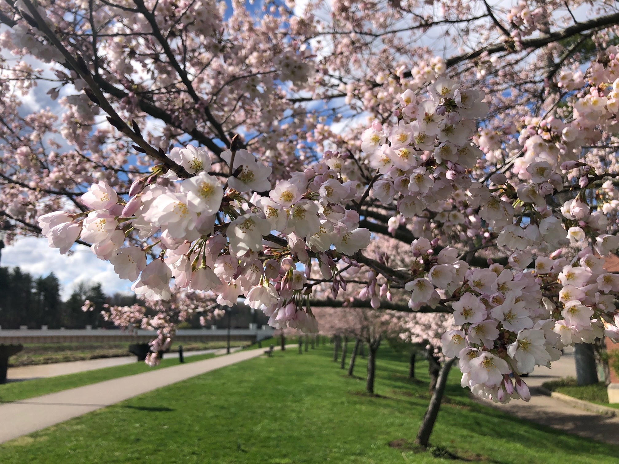 Cherry Blossoms at Ohio University | Ohio University