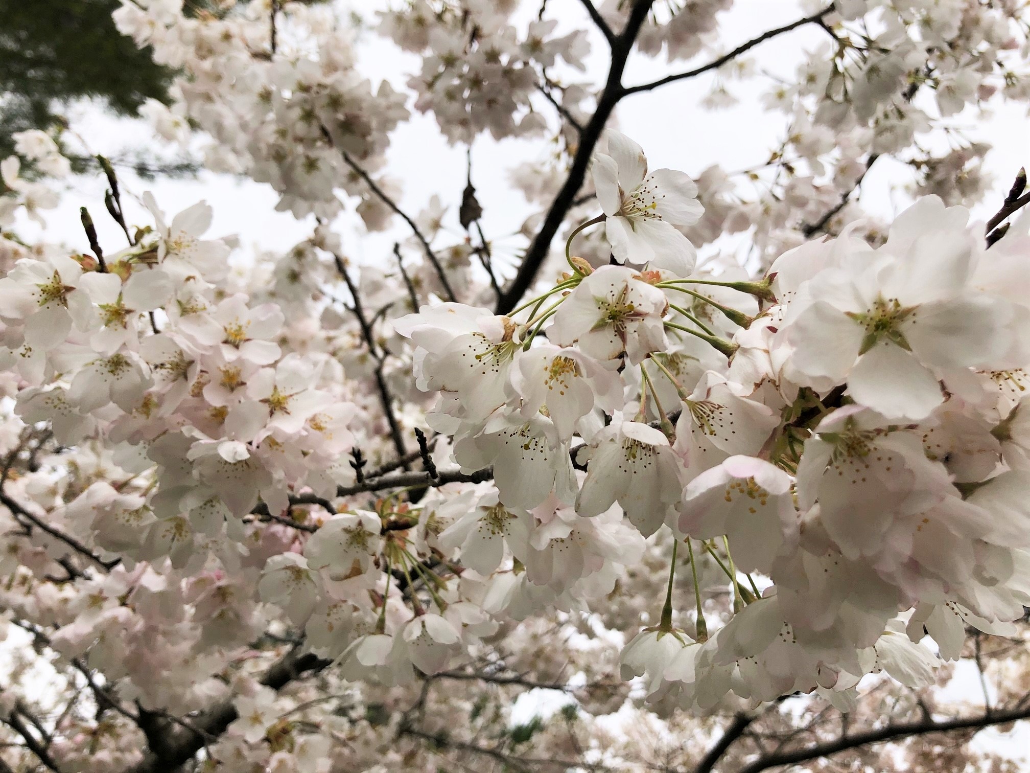 Cherry Blossoms at Ohio University | Ohio University