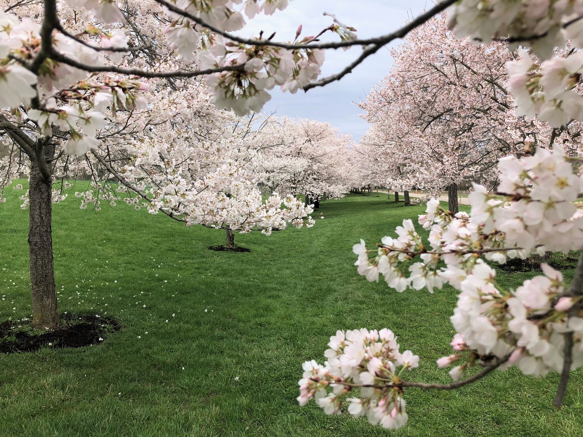 Cherry Blossoms at Ohio University | Ohio University