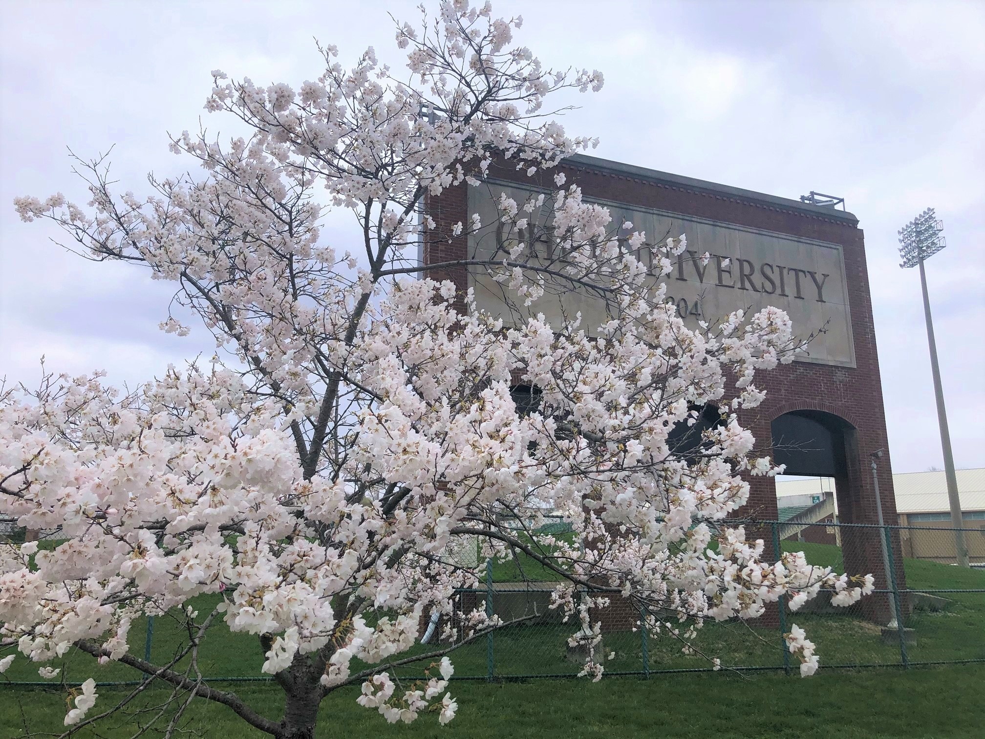 Cherry Blossoms at Ohio University | Ohio University