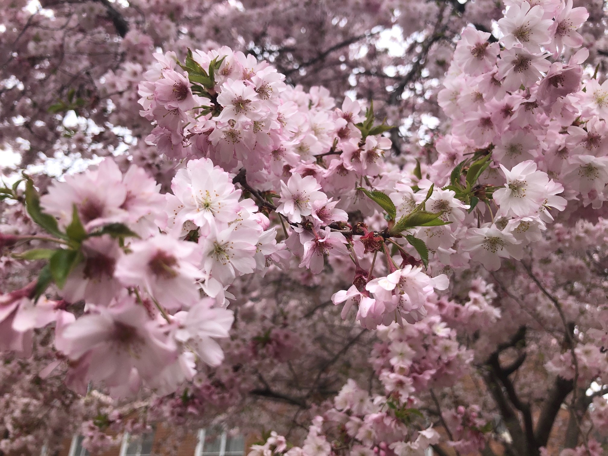 Cherry Blossoms at Ohio University | Ohio University