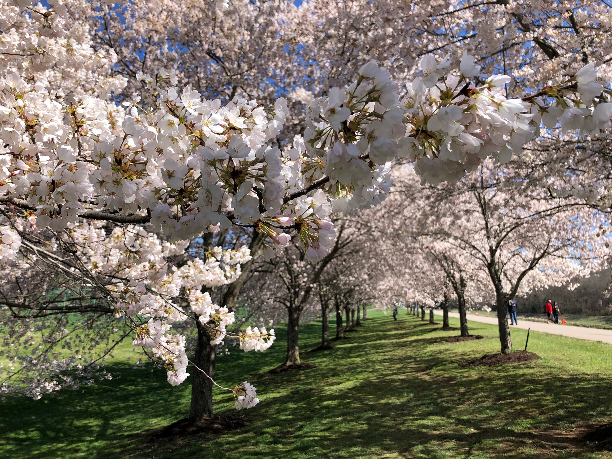 Cherry Blossoms at Ohio University | Ohio University