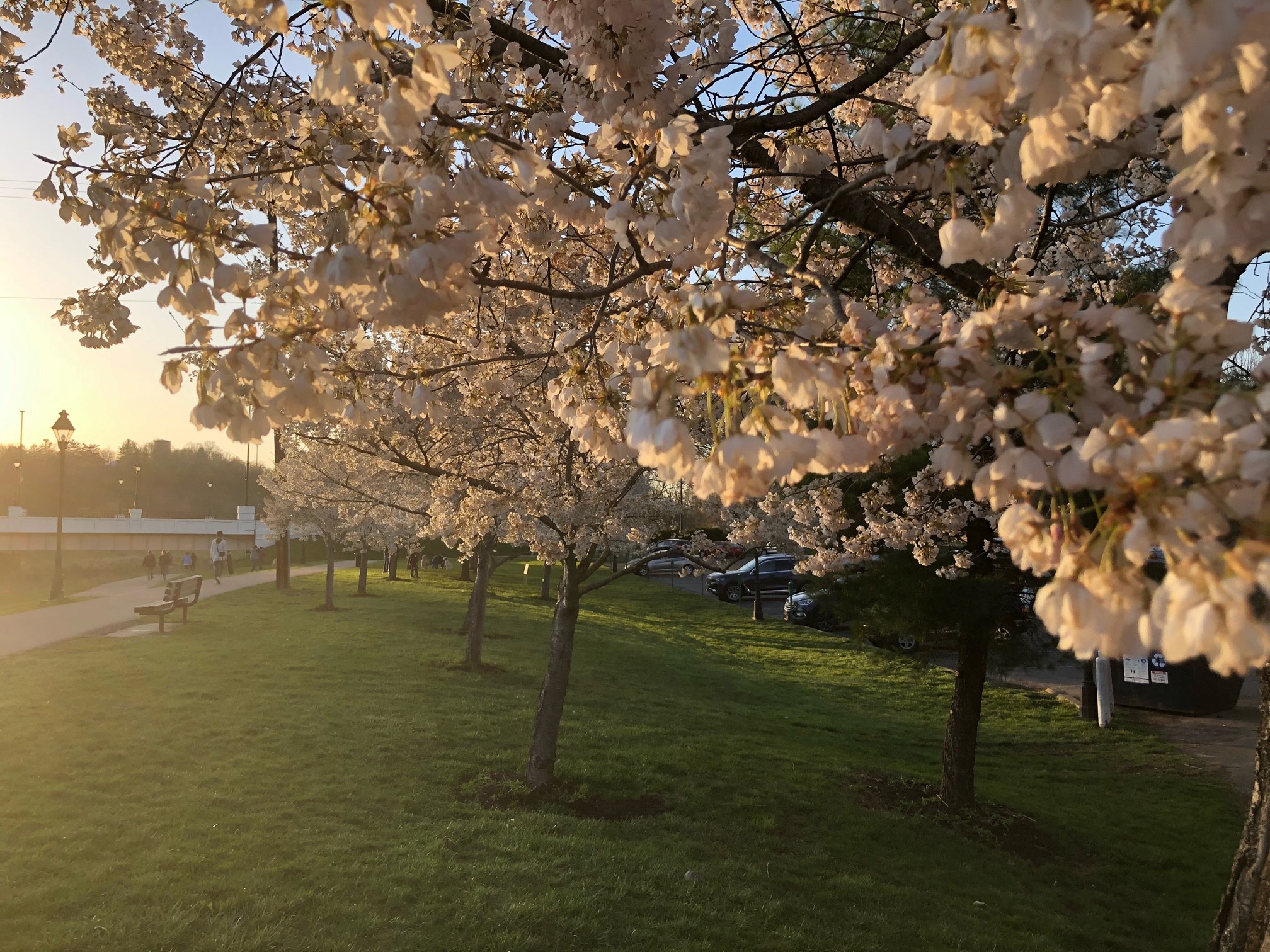 Cherry Blossoms at Ohio University | Ohio University