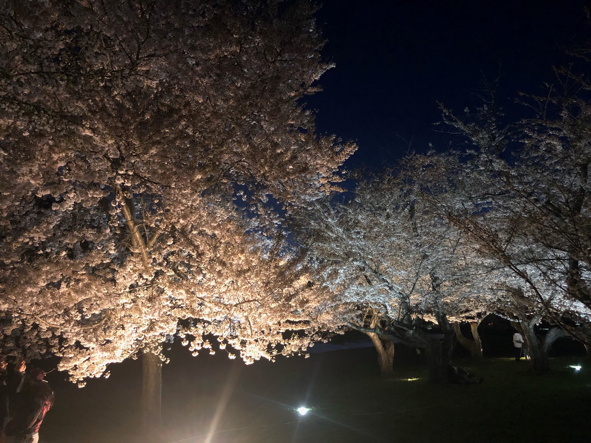 Cherry Blossoms at Ohio University | Ohio University