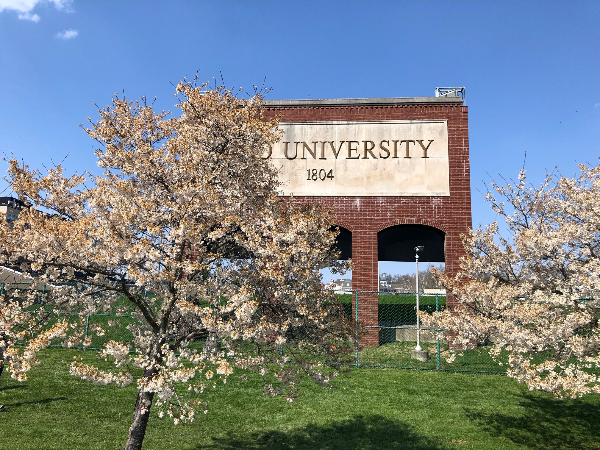 Cherry Blossoms at Ohio University | Ohio University