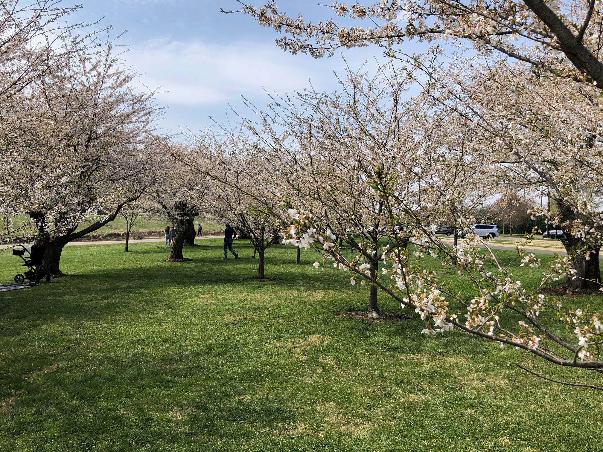 Cherry Blossoms at Ohio University | Ohio University
