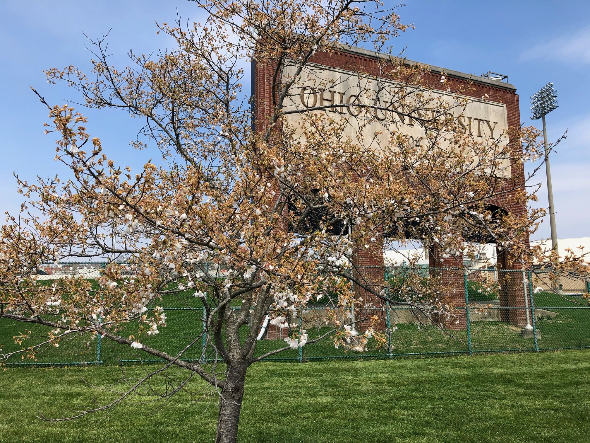 Cherry Blossoms at Ohio University | Ohio University