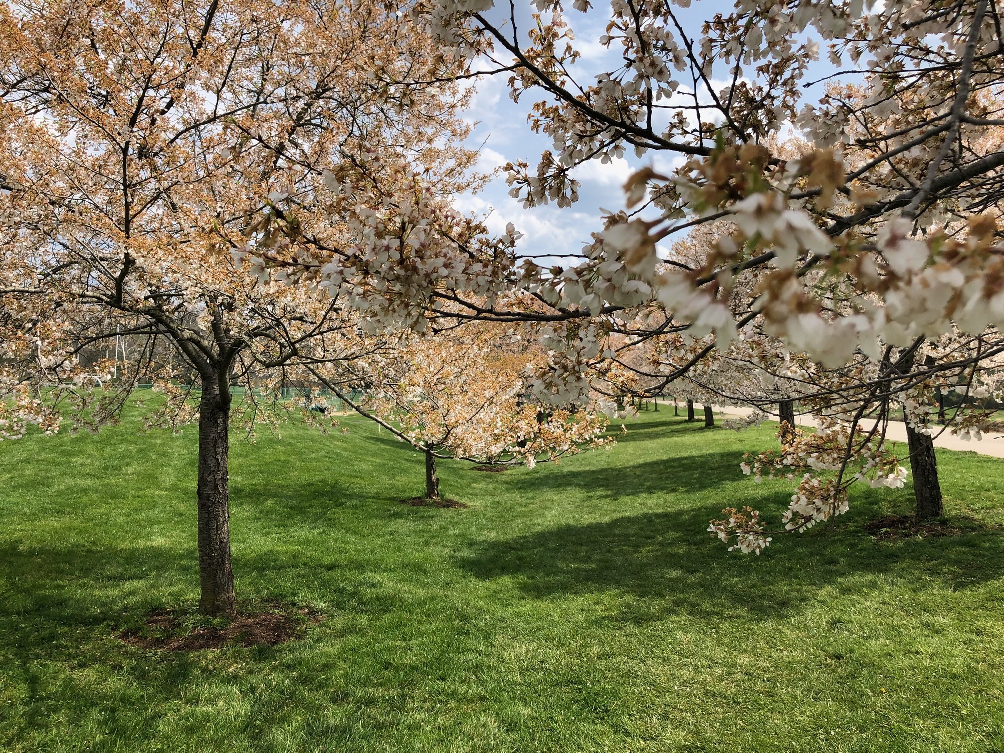 Cherry Blossoms at Ohio University | Ohio University