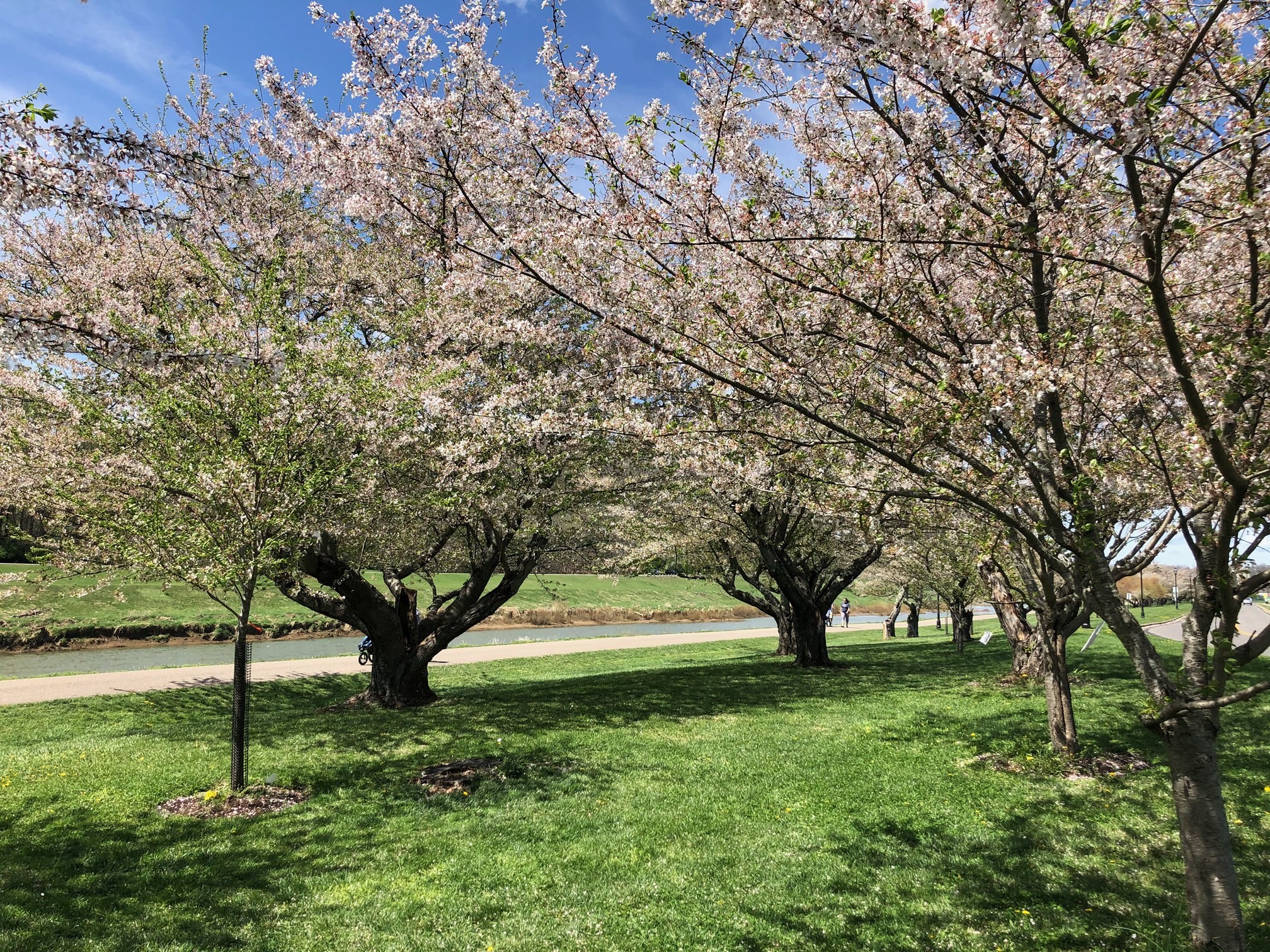 Cherry Blossoms at Ohio University | Ohio University