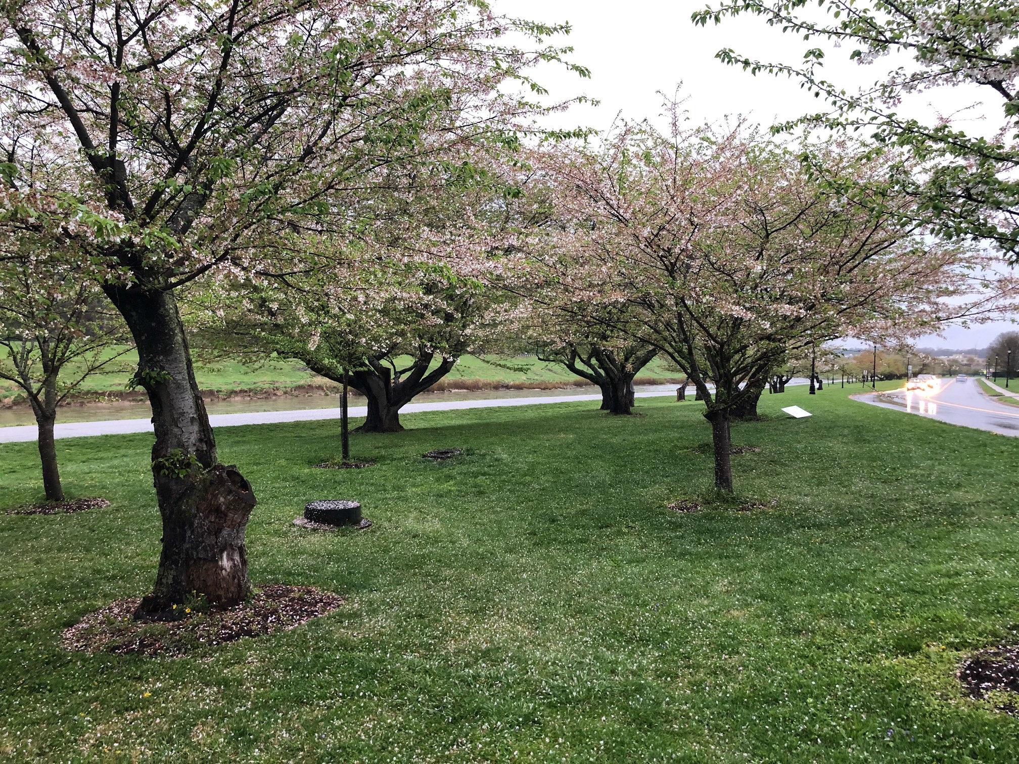 Cherry Blossoms at Ohio University | Ohio University