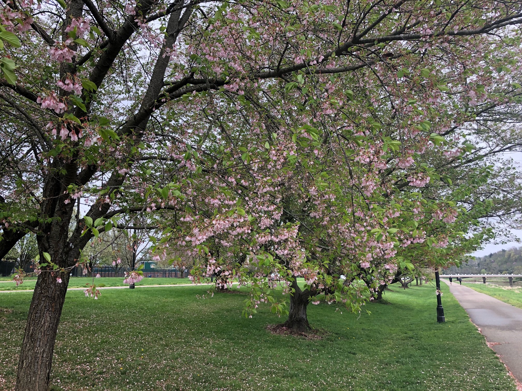 Cherry Blossoms at Ohio University | Ohio University