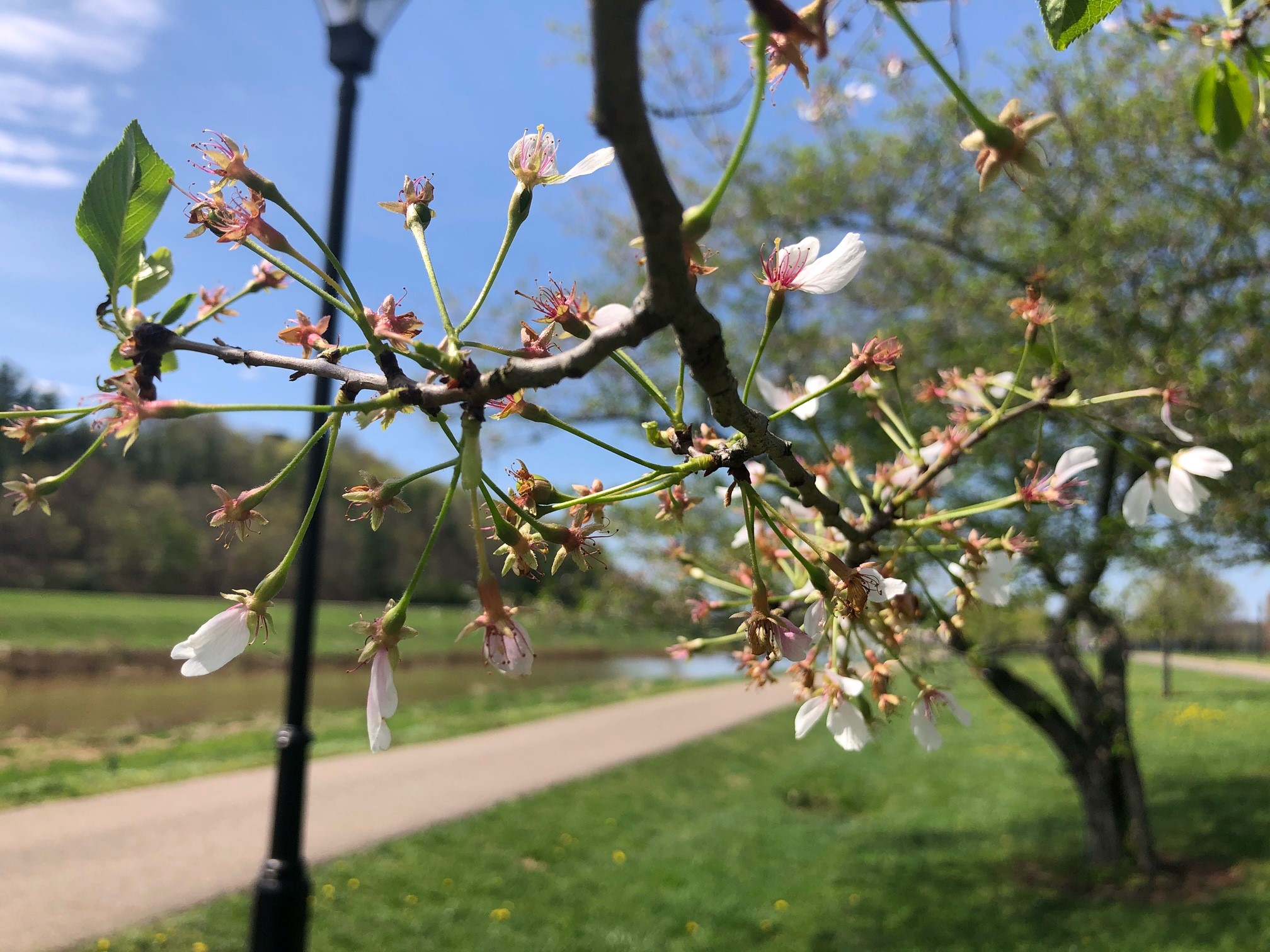 Cherry Blossoms at Ohio University | Ohio University