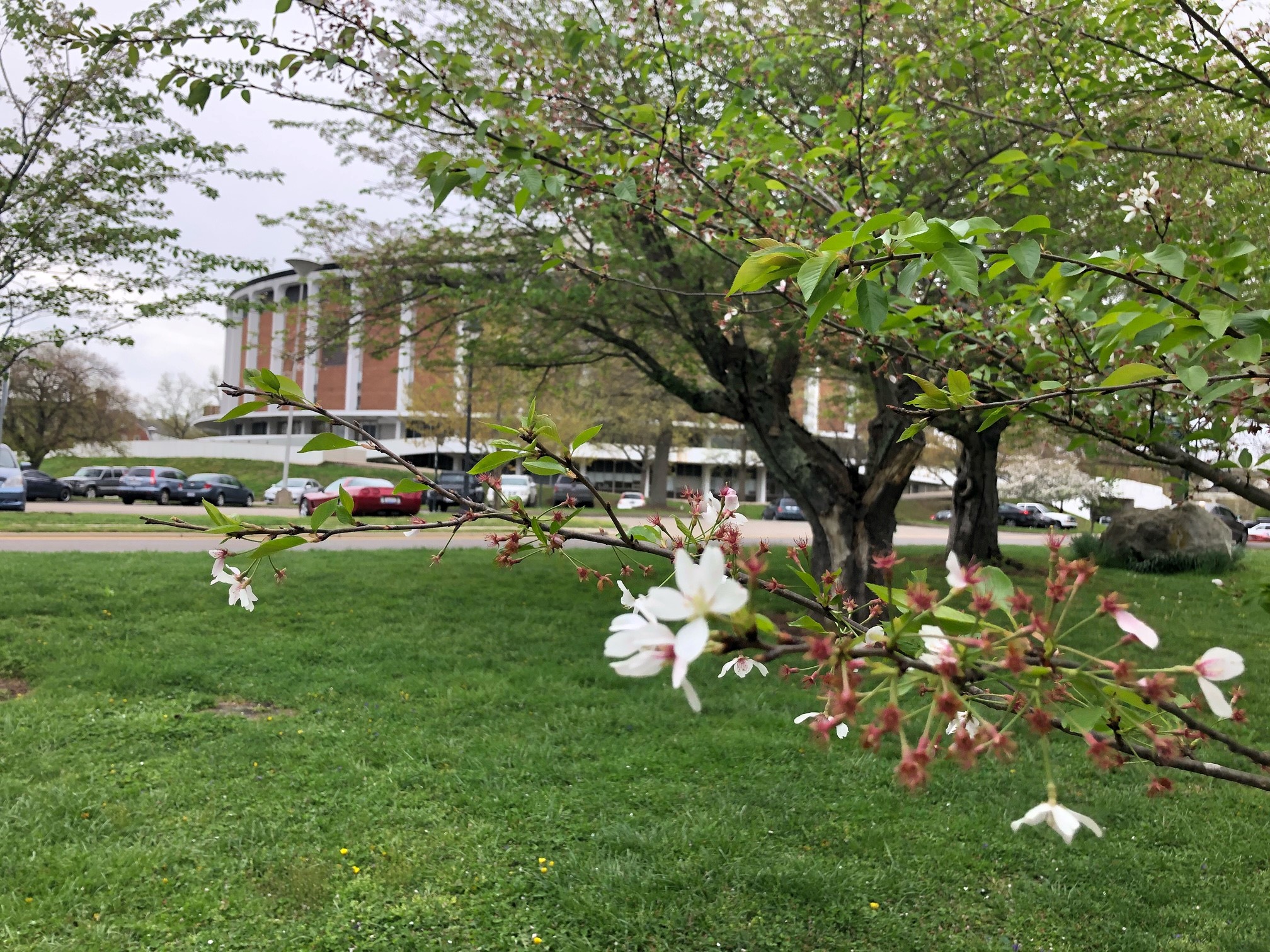 Cherry Blossoms at Ohio University | Ohio University