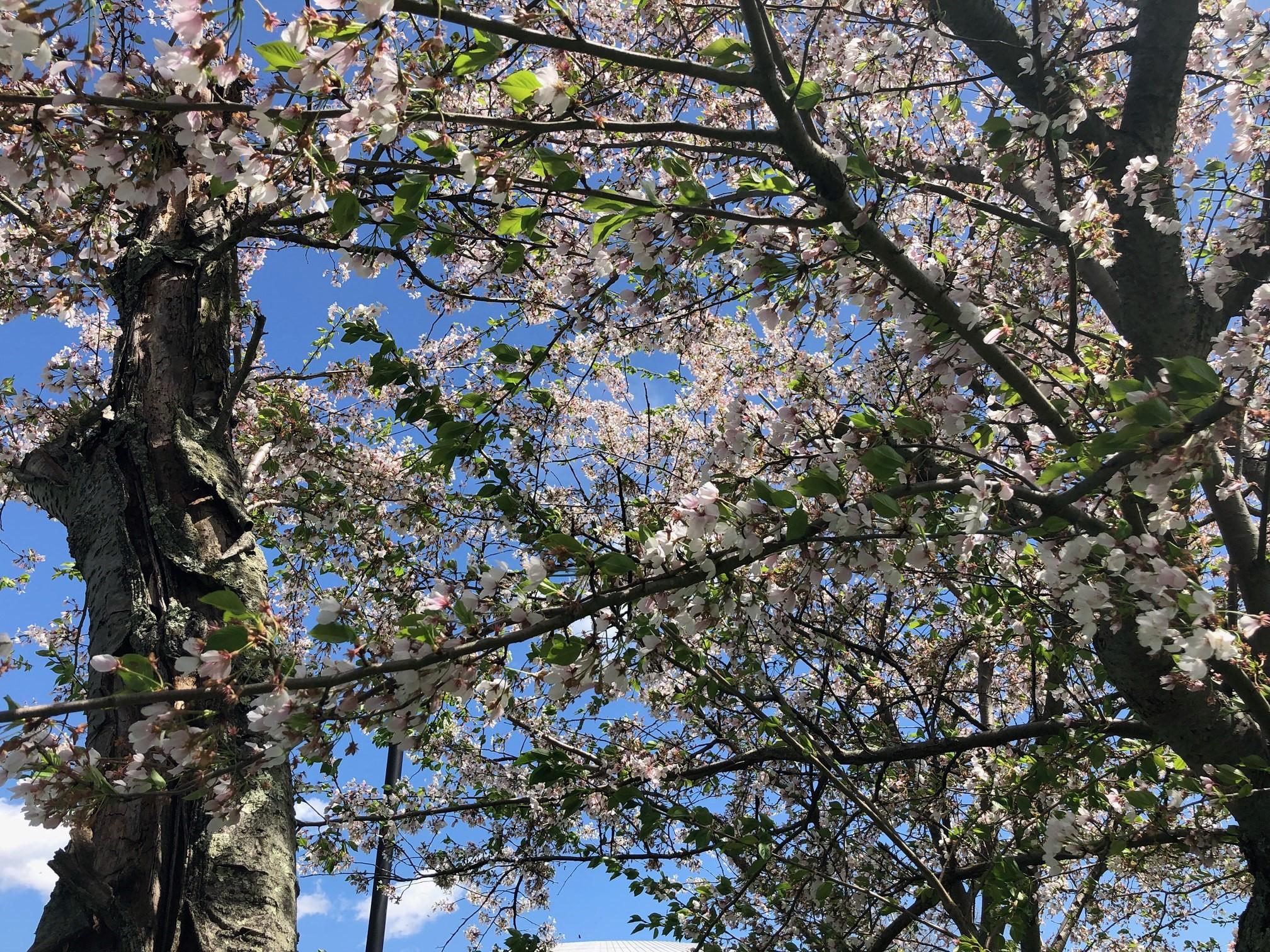 Cherry Blossoms 2021 | Ohio University