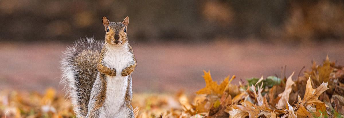 Fall Semester Closing | Ohio University