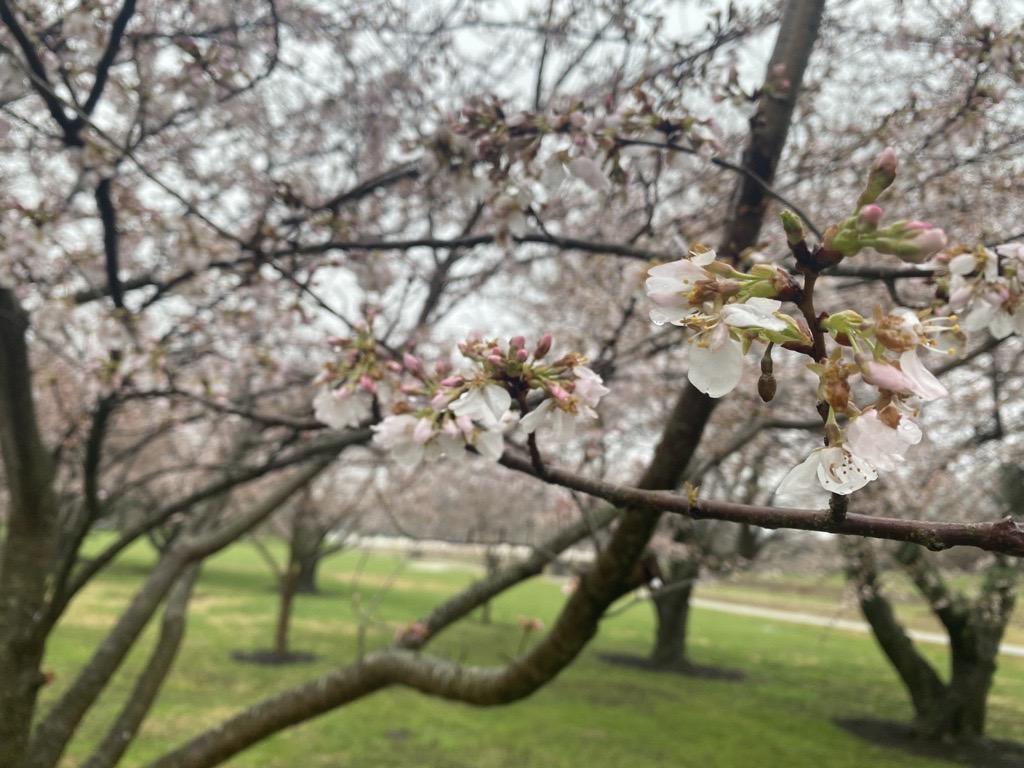 Cherry Blossoms at Ohio University | Ohio University