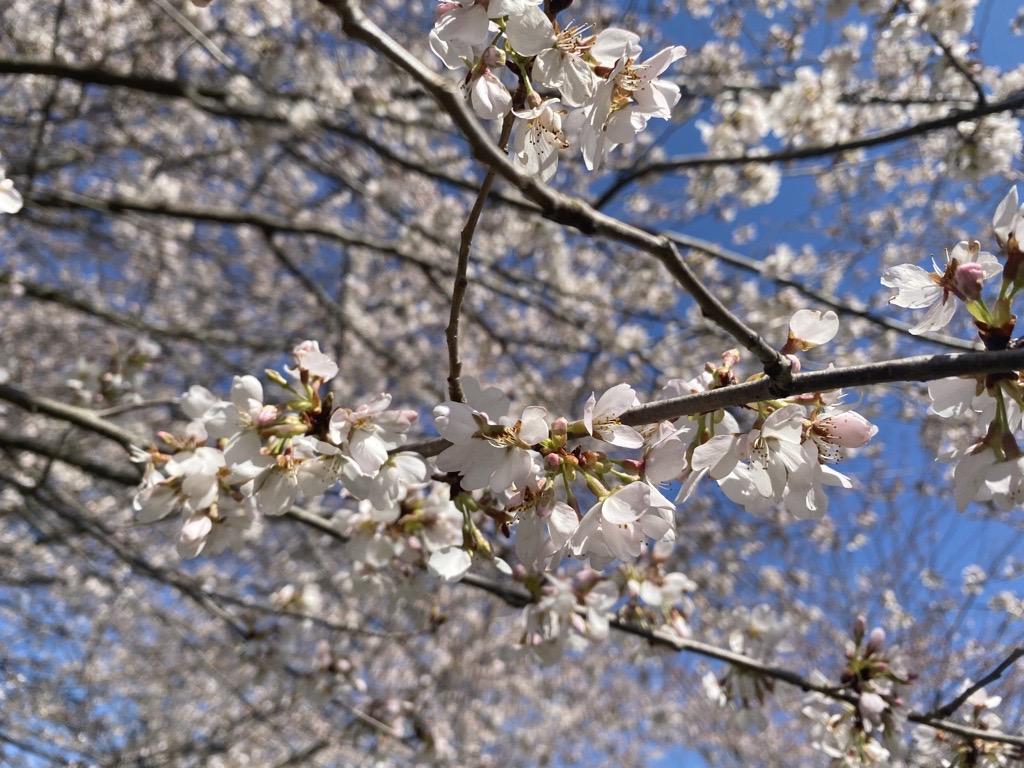 Cherry Blossoms at Ohio University | Ohio University