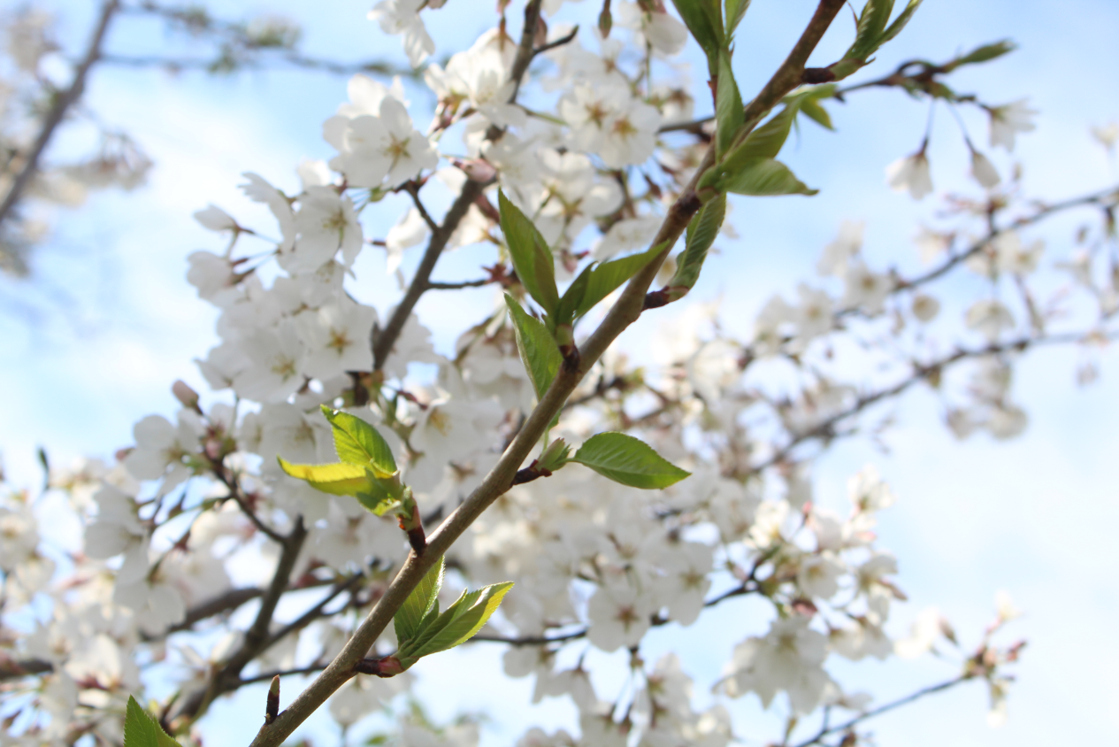 Cherry Blossoms at Ohio University | Ohio University