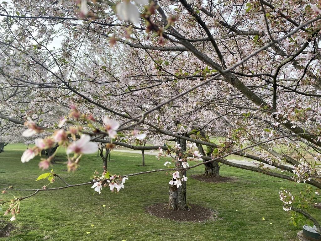 Cherry Blossoms at Ohio University | Ohio University