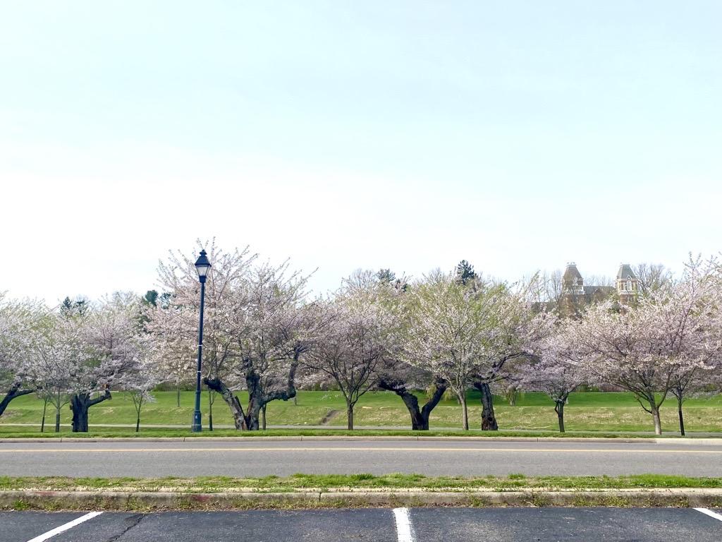 Cherry Blossoms at Ohio University | Ohio University