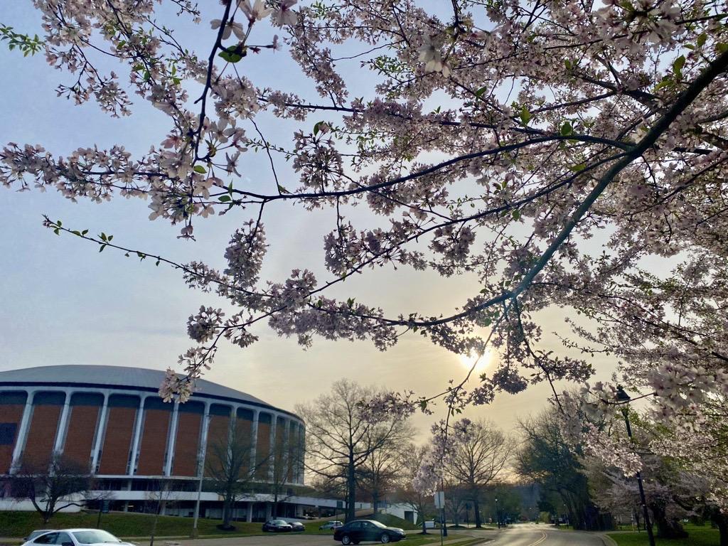 Cherry Blossoms at Ohio University | Ohio University