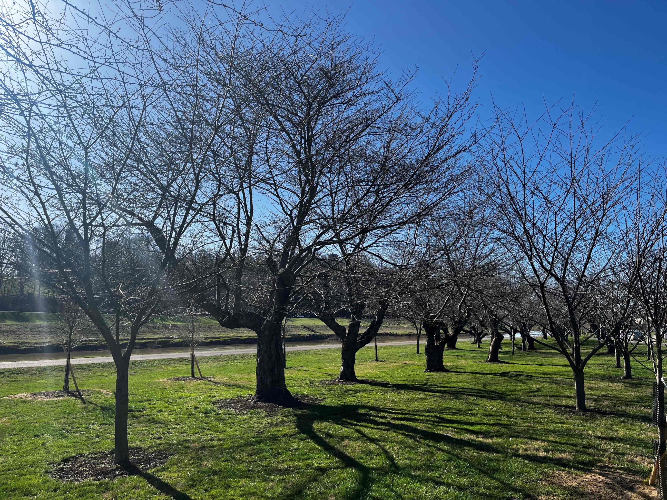 Cherry Blossoms at Ohio University | Ohio University