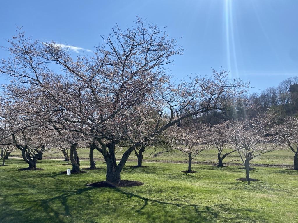 Cherry Blossoms at Ohio University | Ohio University