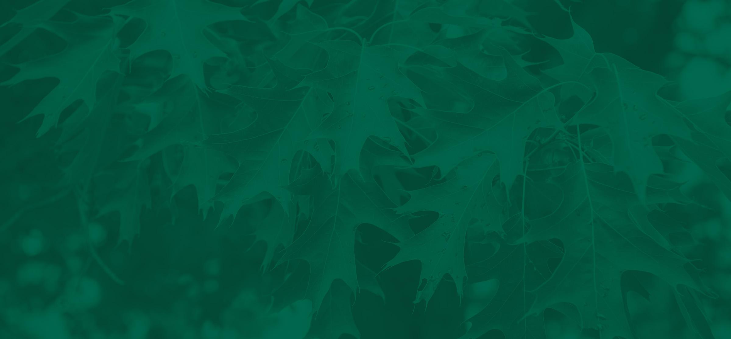 Planting Red Oaks | Ohio University