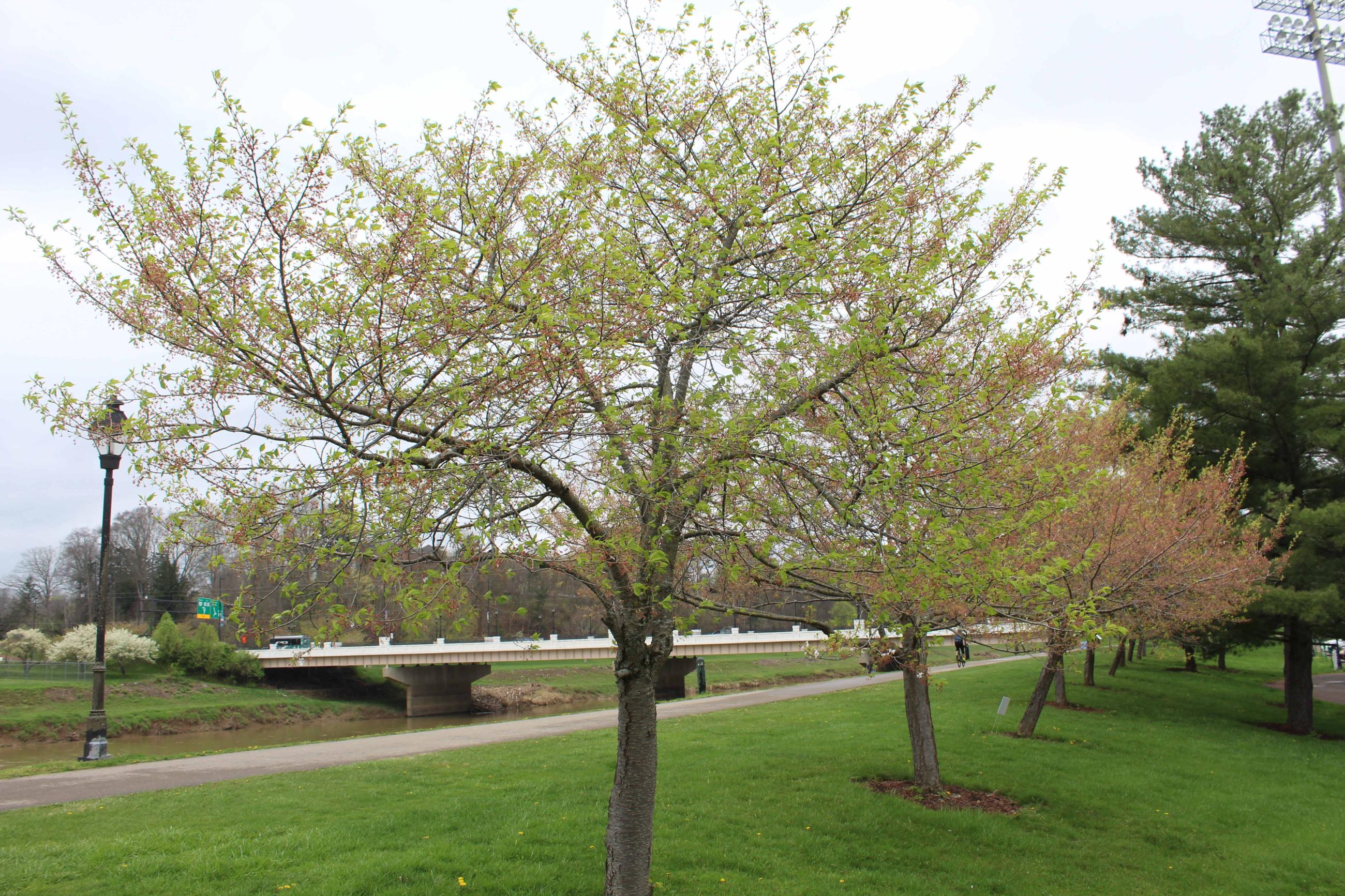 Cherry Blossoms at Ohio University | Ohio University