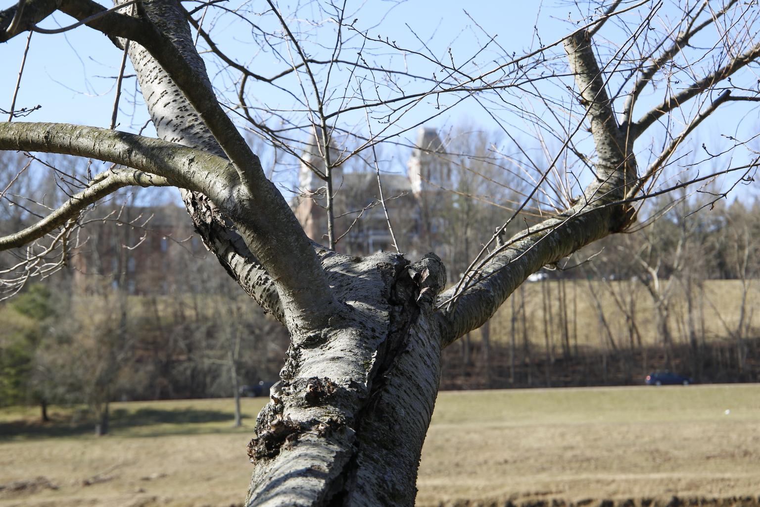 Cherry Blossoms at Ohio University | Ohio University