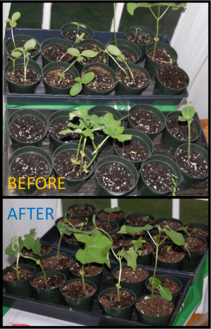 Gardening Tips | Ohio University